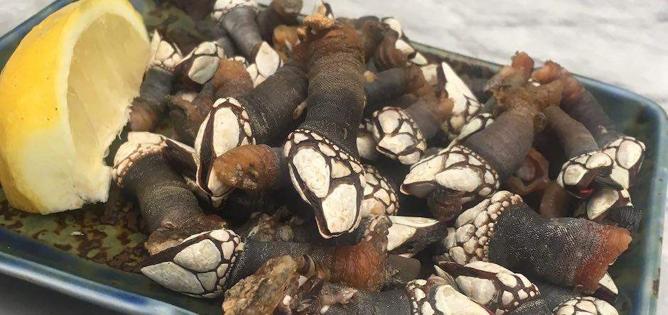 The taste test - gooseneck barnacles – Kitchen Provisions